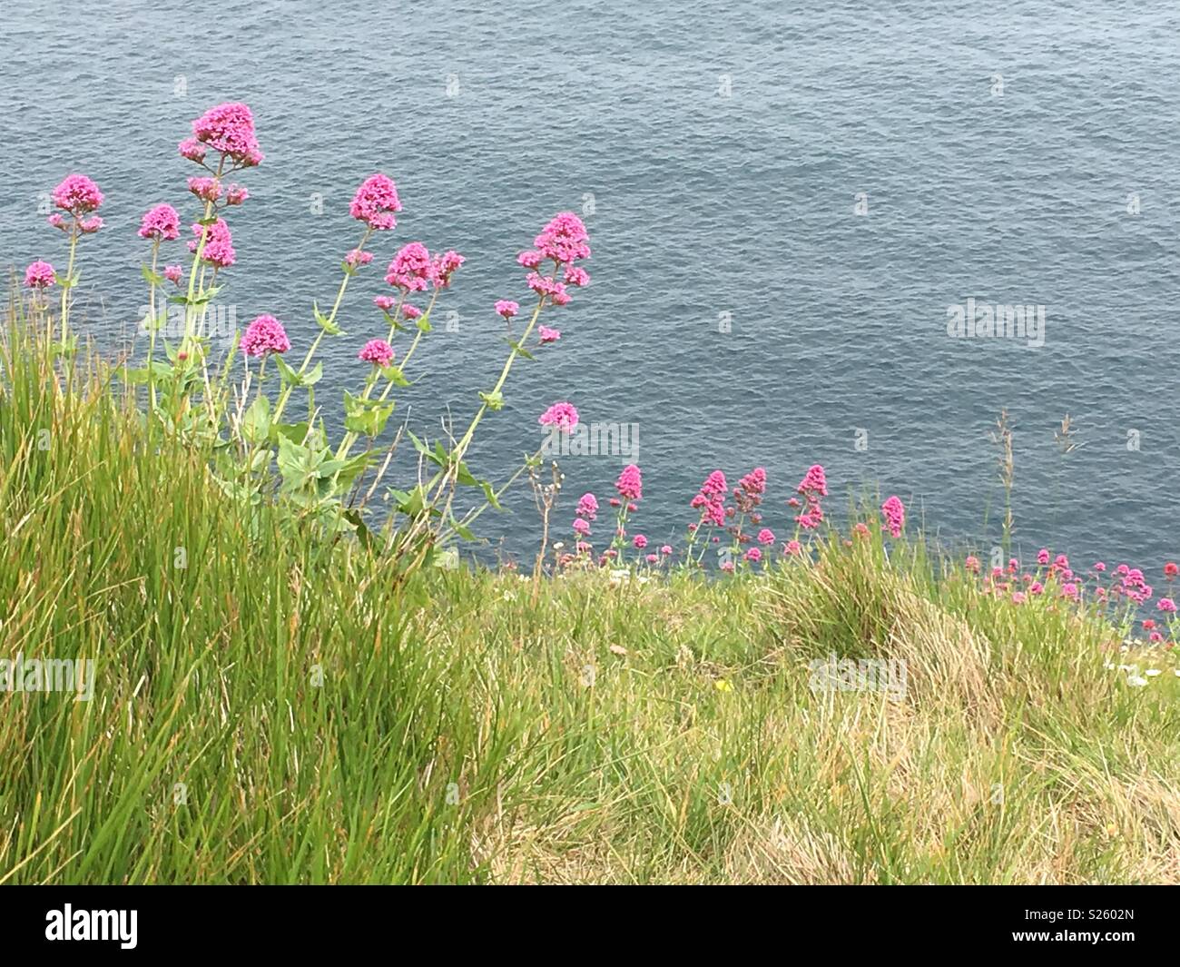 Cliff flowers hi-res stock photography and images - Alamy