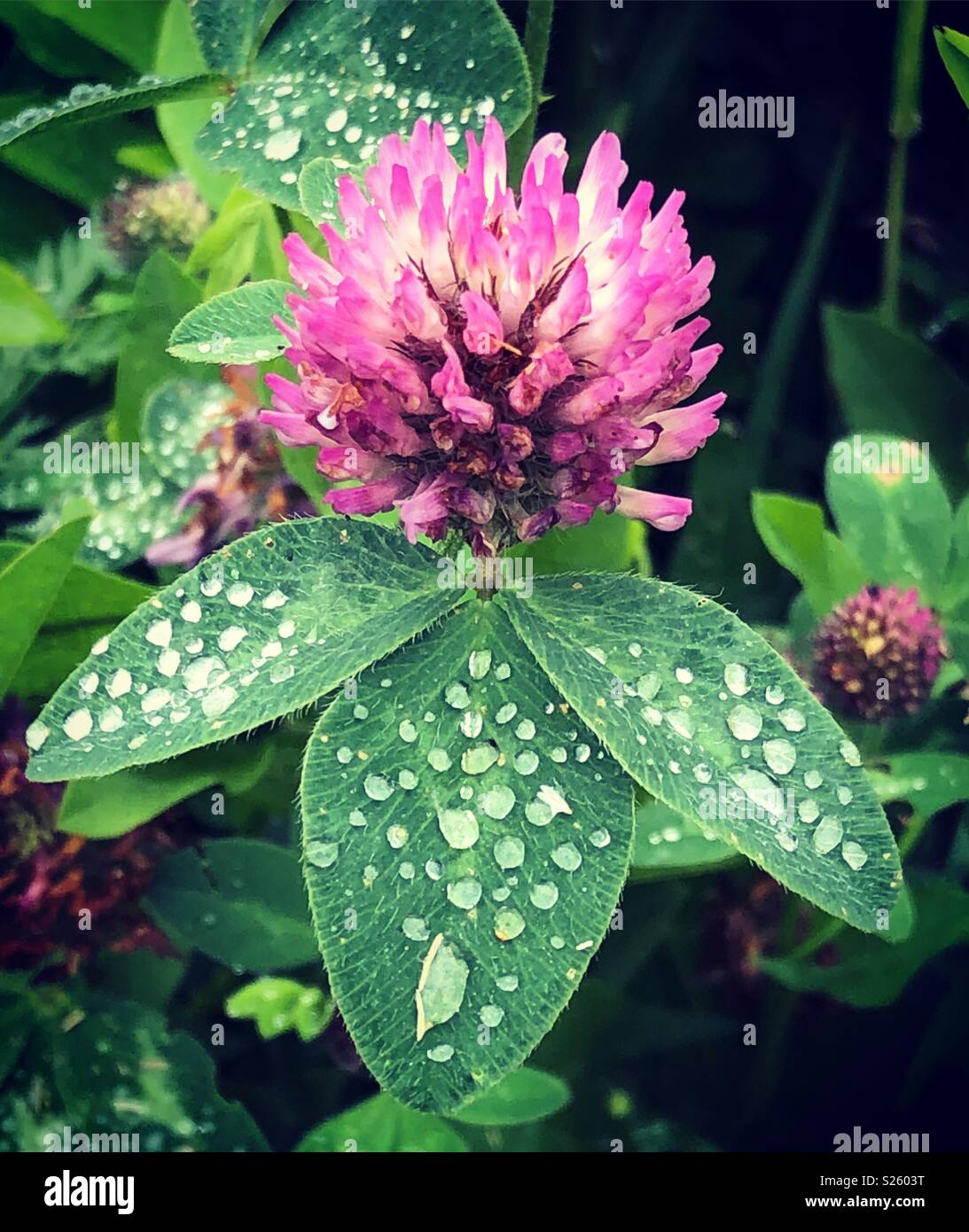 Beauty of weeds hi-res stock photography and images - Alamy
