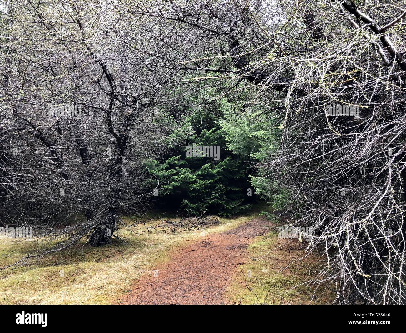 Forest entrance hi-res stock photography and images - Alamy