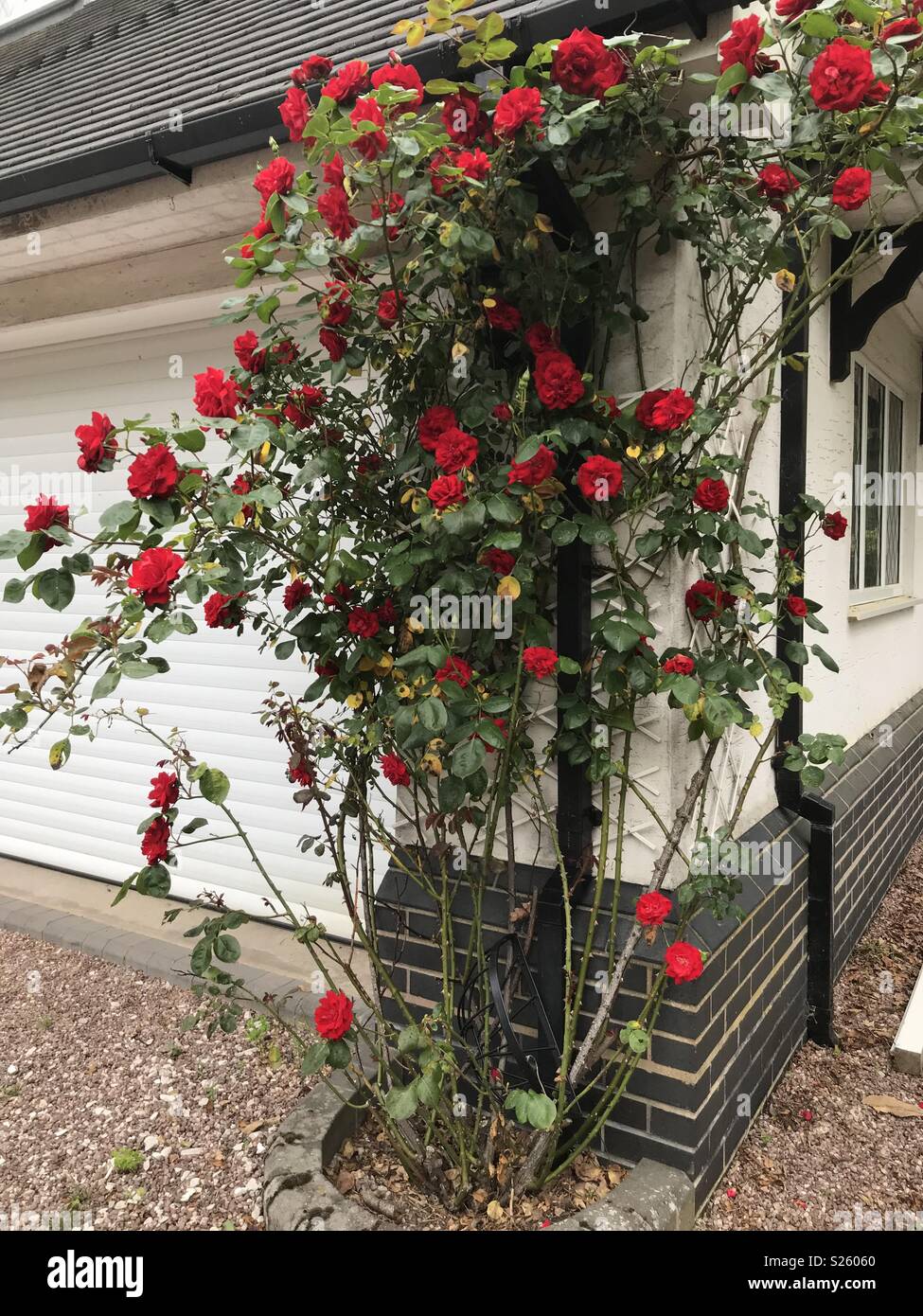 English house roses door hi-res stock photography and images - Alamy