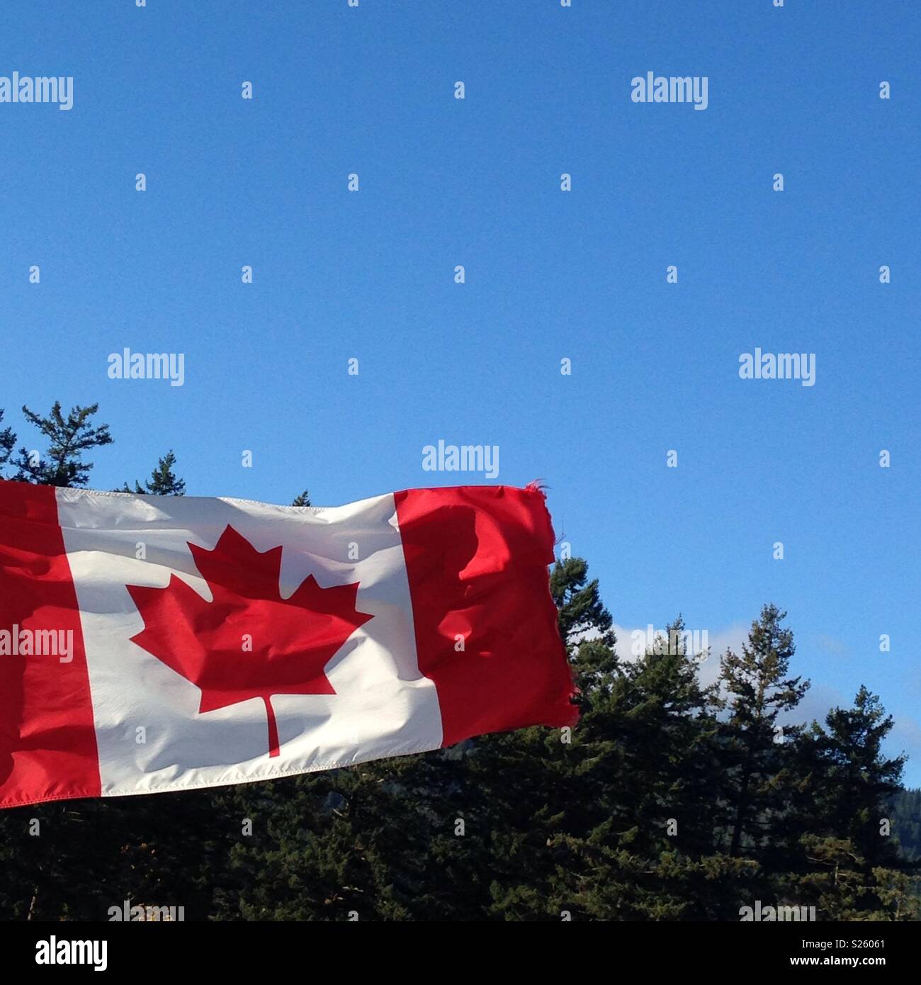 Flag by trees hi-res stock photography and images - Alamy