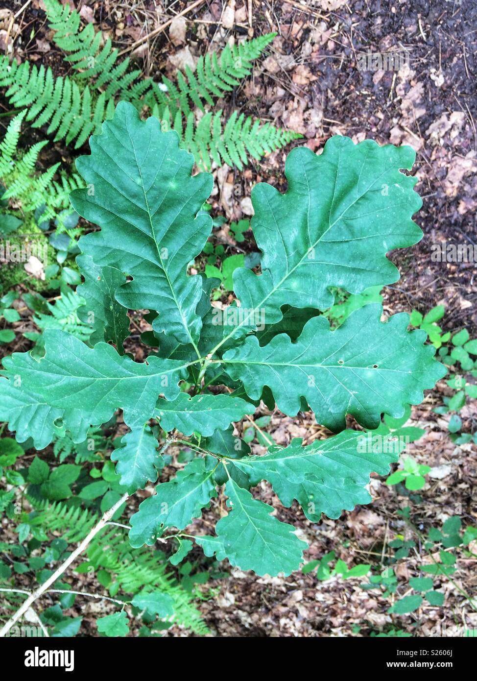 Baby oak tree hi-res stock photography and images - Alamy
