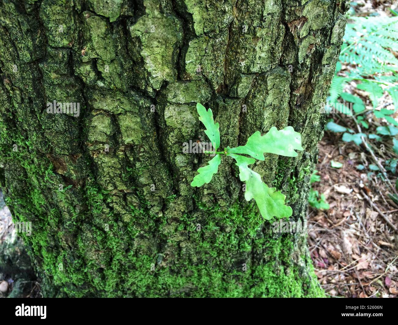 Baby oak tree hi-res stock photography and images - Alamy
