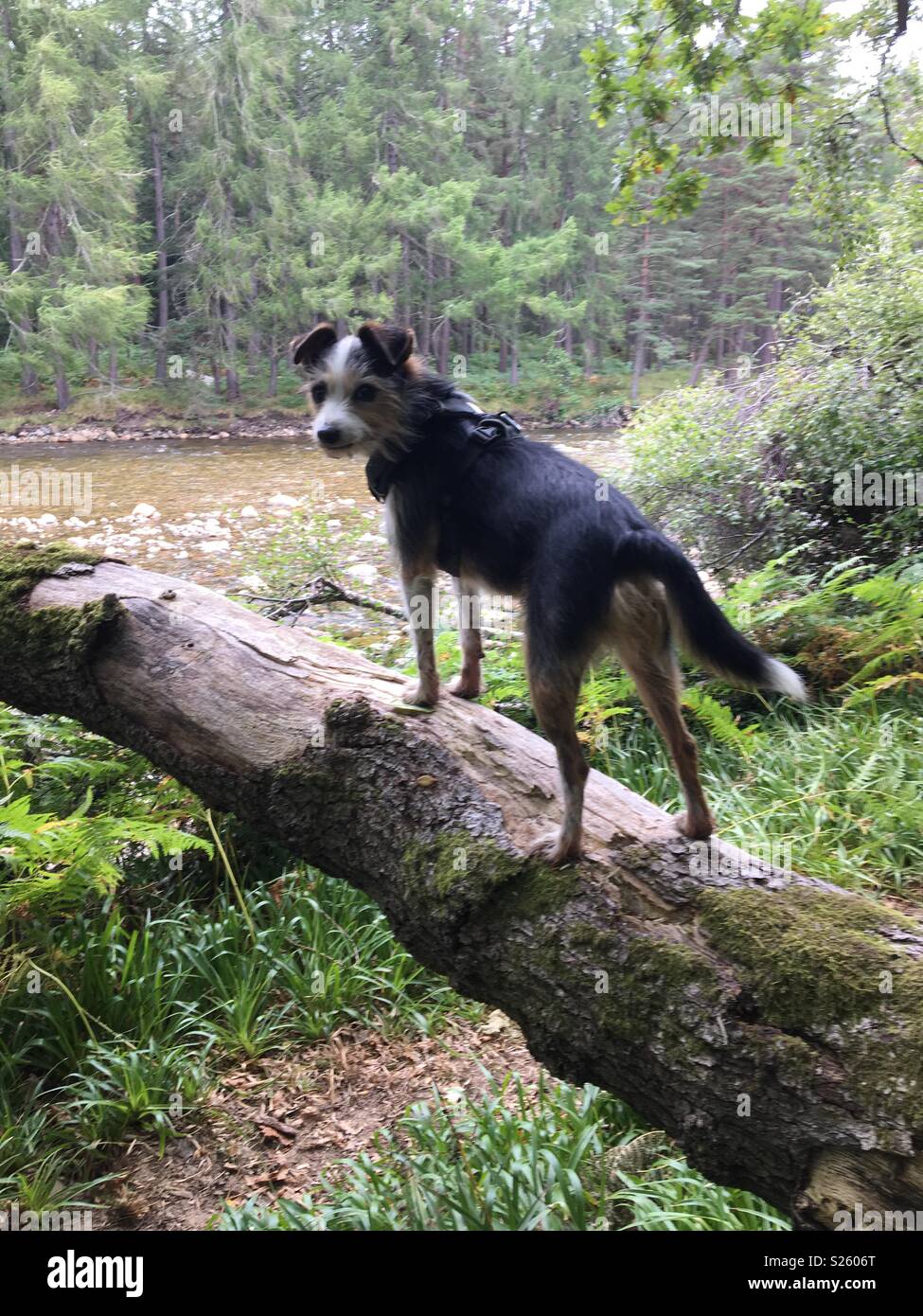 Cute dog on a log Stock Photo - Alamy