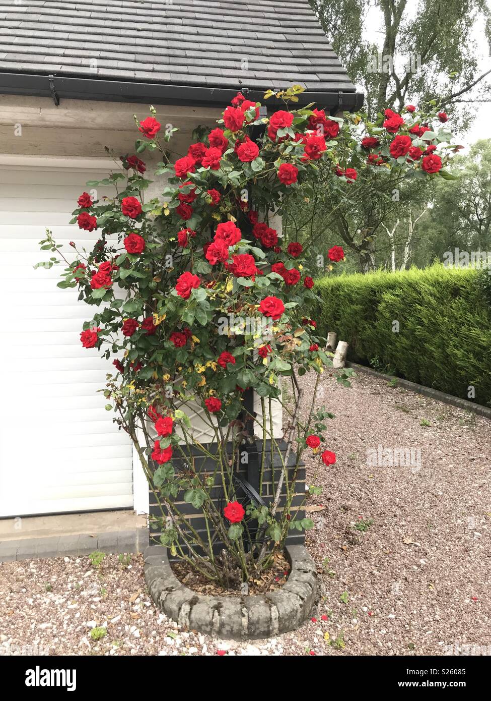 Rose growing up a wall hi-res stock photography and images - Alamy
