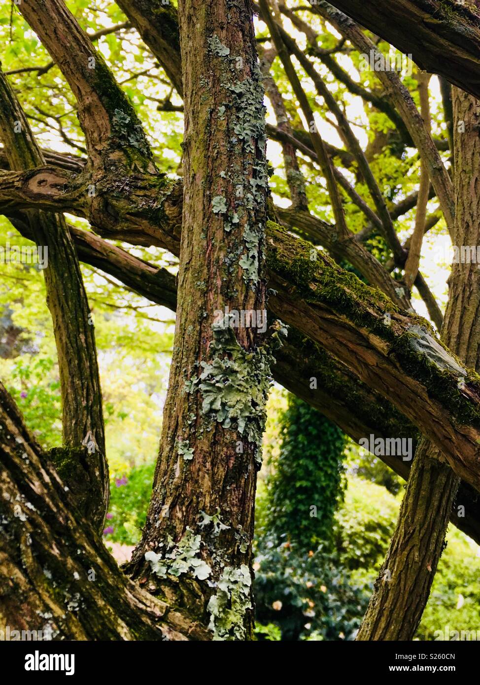Entwined trees hi-res stock photography and images - Alamy