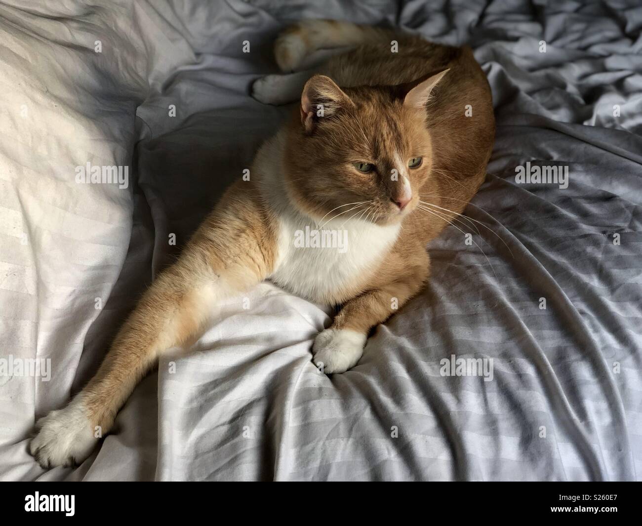 Claws stretched out hi-res stock photography and images - Alamy