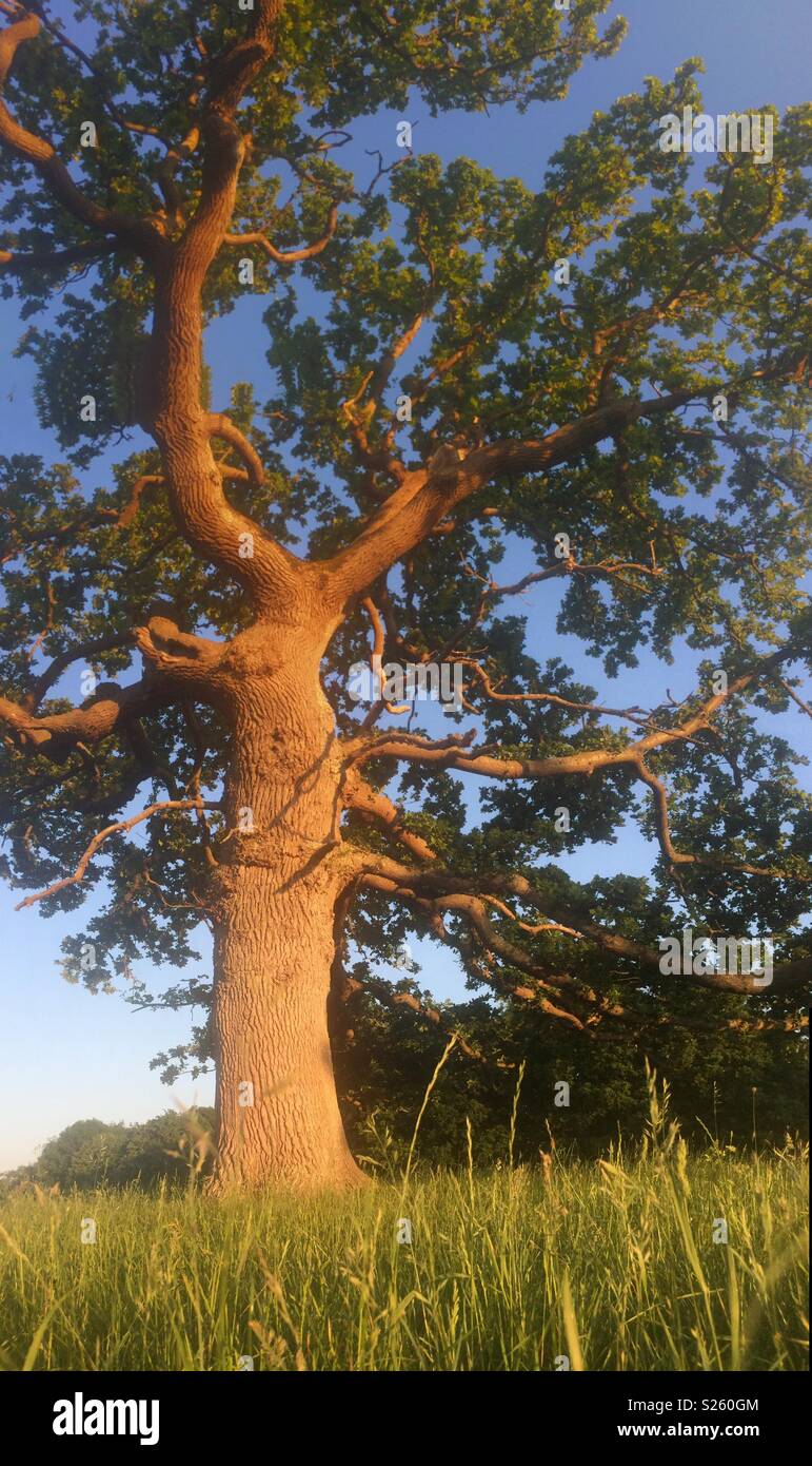 An oak tree in the evening summer light in Phoenix Park, Dublin Ireland ...