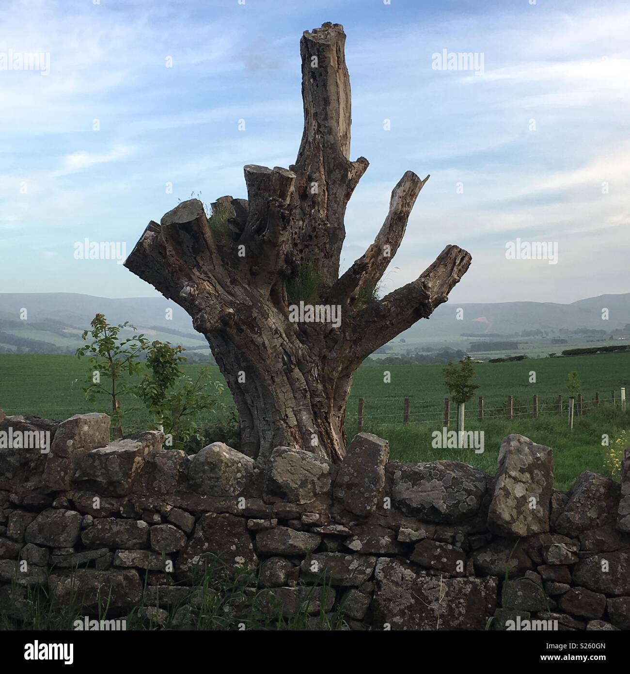 Gnarled hand hi-res stock photography and images - Alamy