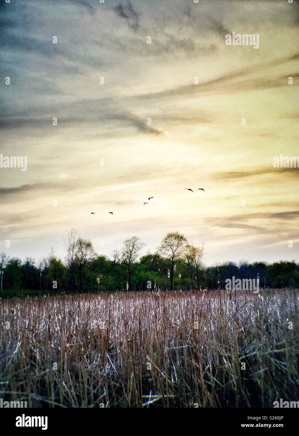 Canada geese flying night hi-res stock photography and images - Alamy