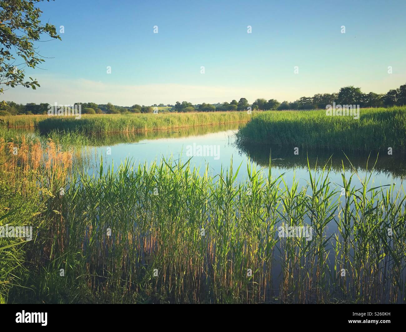 Ham Wall Nature Reserve, Somerset Stock Photo - Alamy