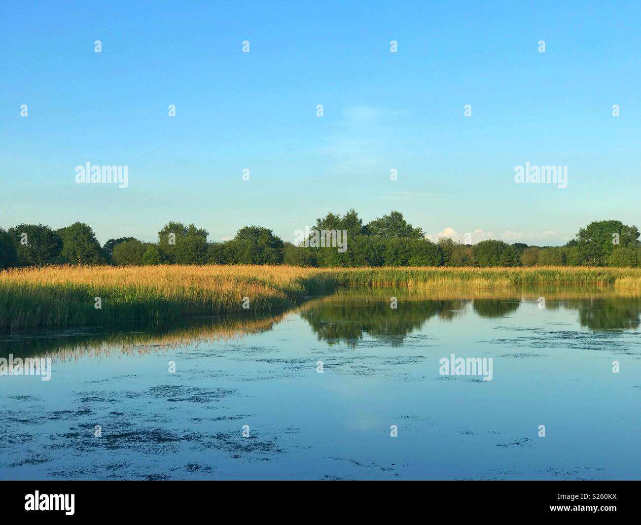 Ham Wall Nature Reserve, Somerset Stock Photo - Alamy