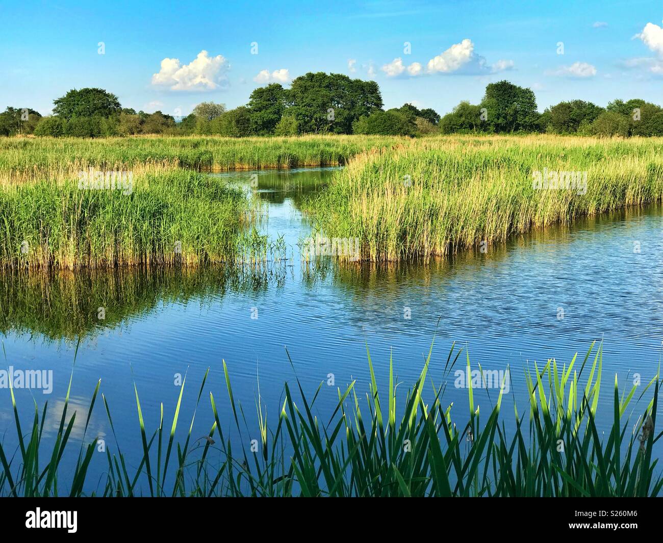 Ham Wall Nature Reserve, Somerset Stock Photo - Alamy