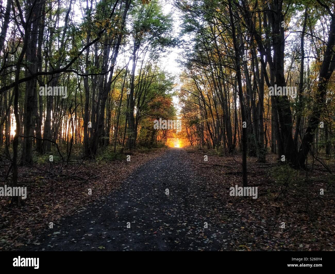 Path lined with trees with golden leaves hi-res stock photography and ...