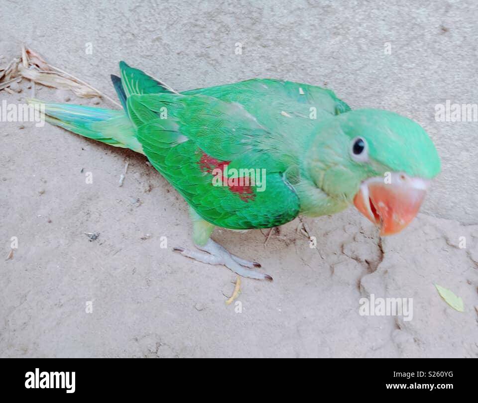 Sweet parrot selfi style Stock Photo - Alamy