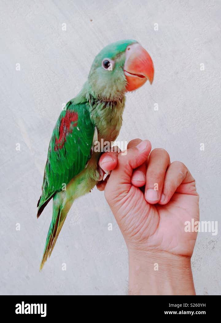 Mod parrot hi-res stock photography and images - Alamy