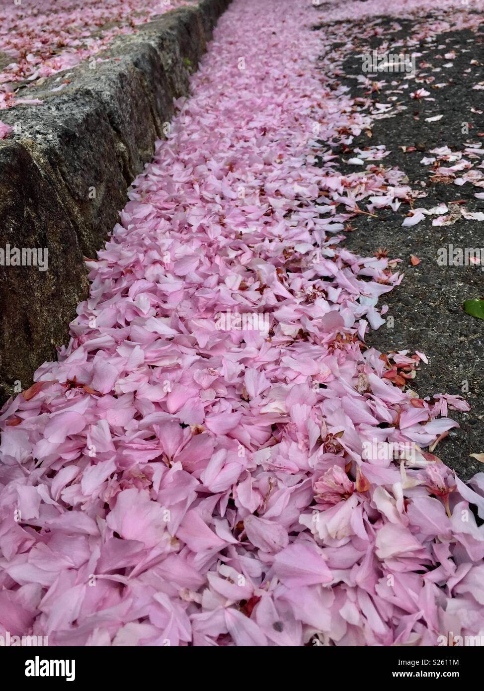 Pink petals hi-res stock photography and images - Alamy