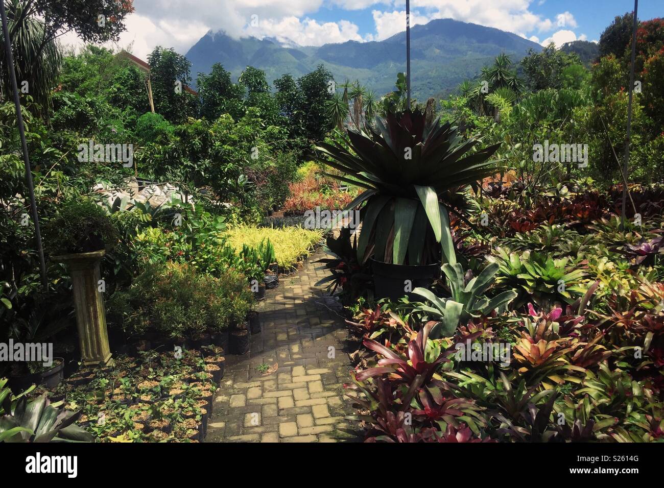 Garden view. Backyard Stock Photo - Alamy