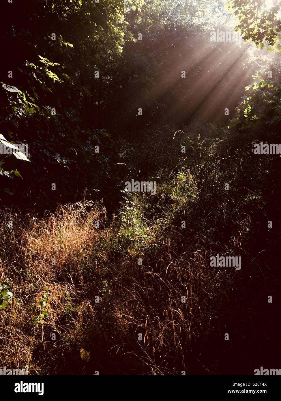 Sunshine and nature hi-res stock photography and images - Alamy