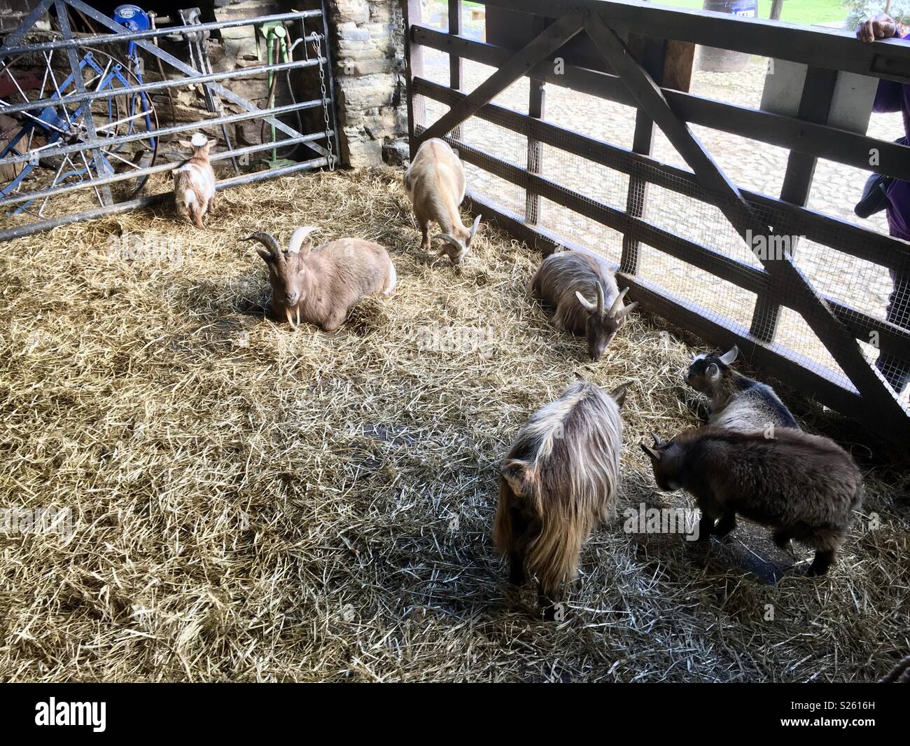Goats at Healeys cyder farm Stock Photo - Alamy