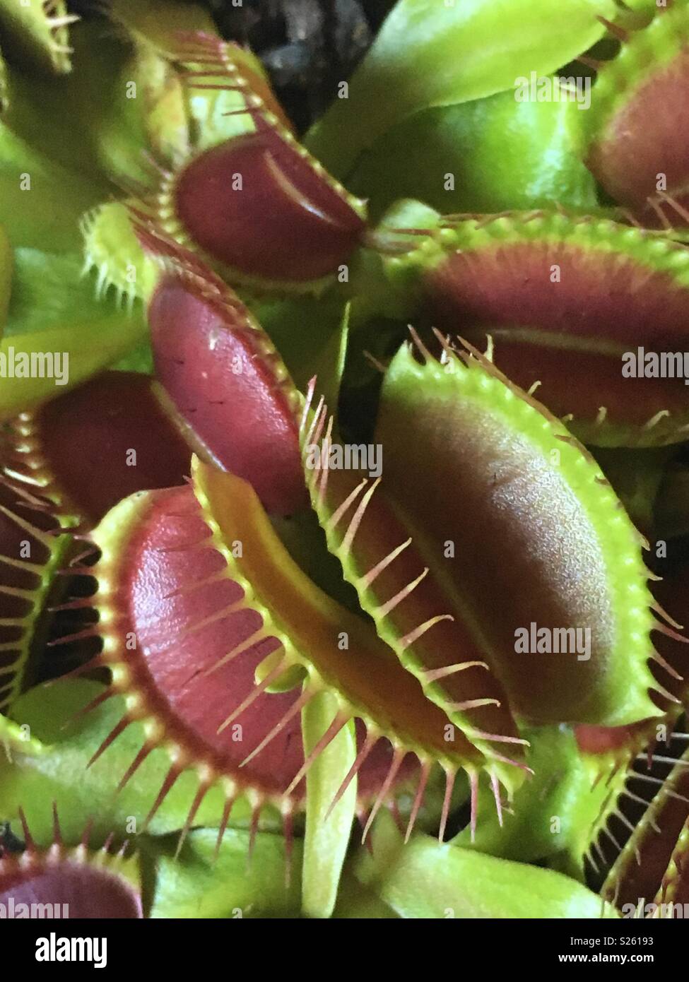 Cannibal plant hi-res stock photography and images - Alamy