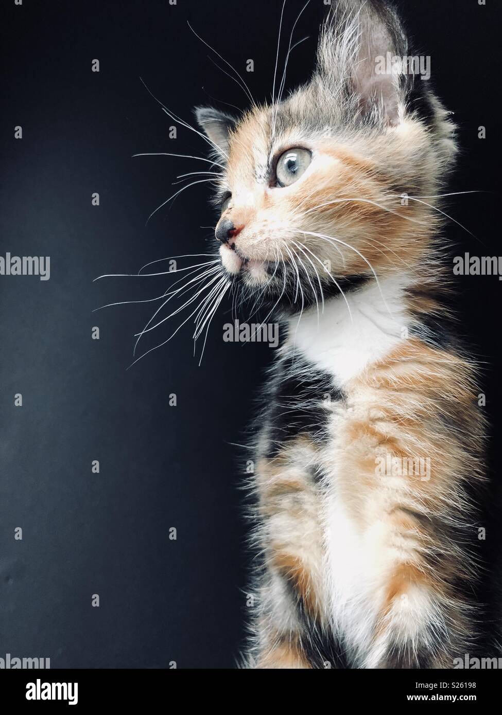 Tortoise shell cat hi-res stock photography and images - Alamy