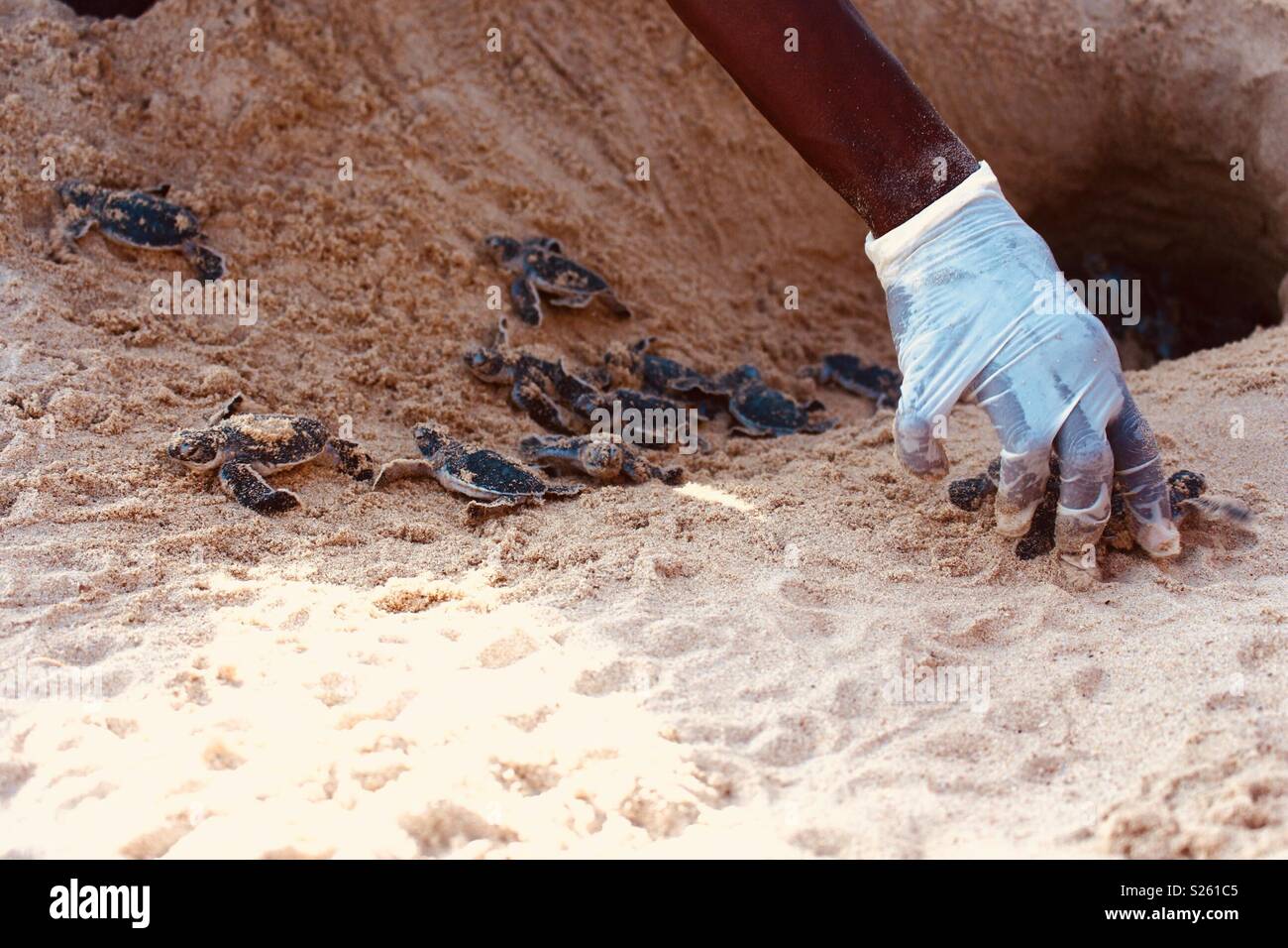 Baby Turtles High Resolution Stock Photography and Images - Alamy