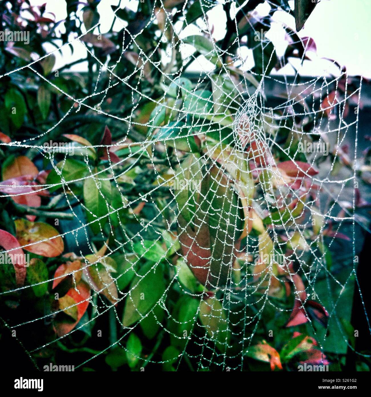 Spider web on leaves Stock Photo - Alamy