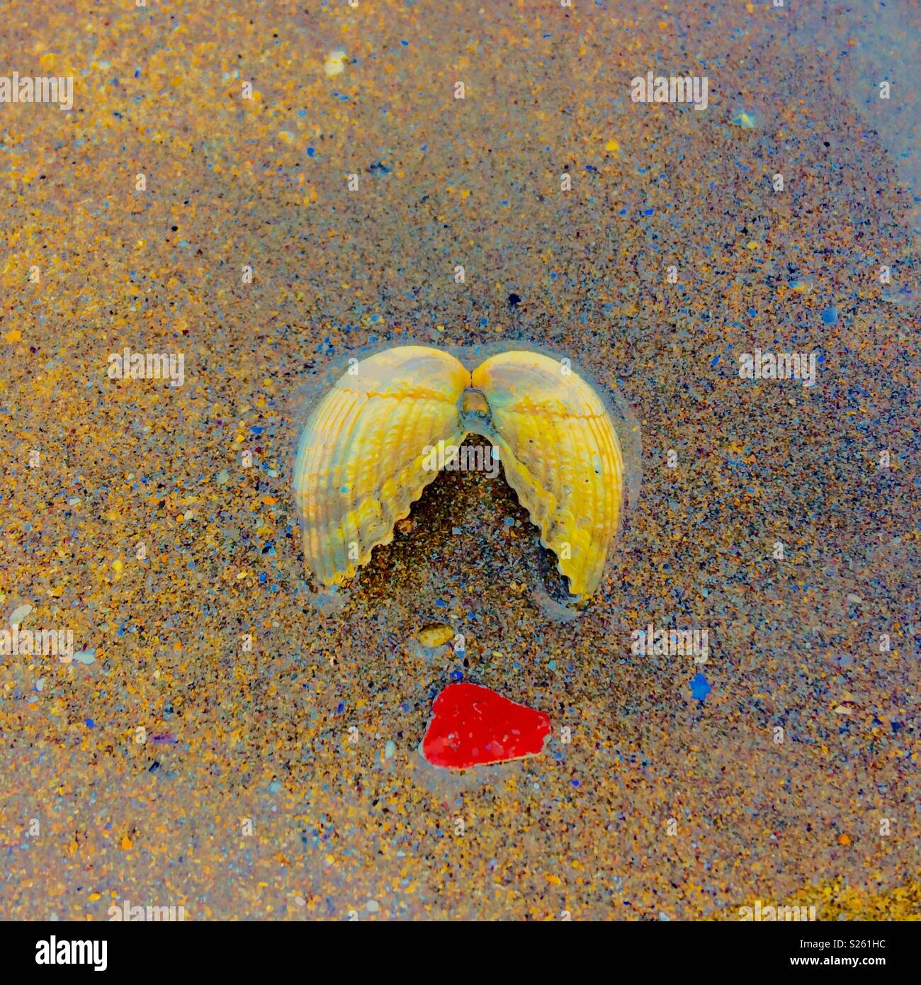 Twin shells hi-res stock photography and images - Alamy