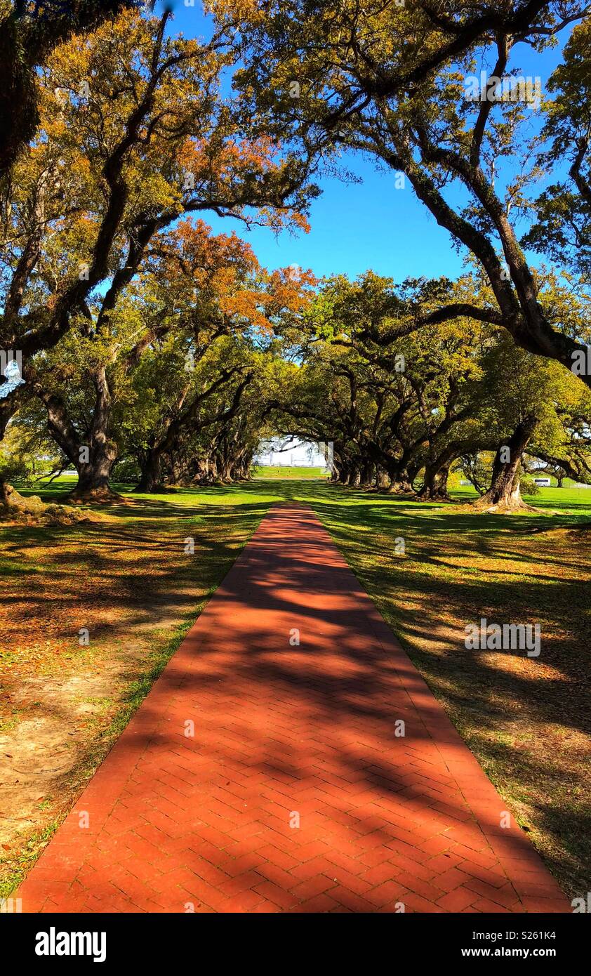 Alley of oaks at Oak alley plantation in Louisiana, USA Stock Photo - Alamy