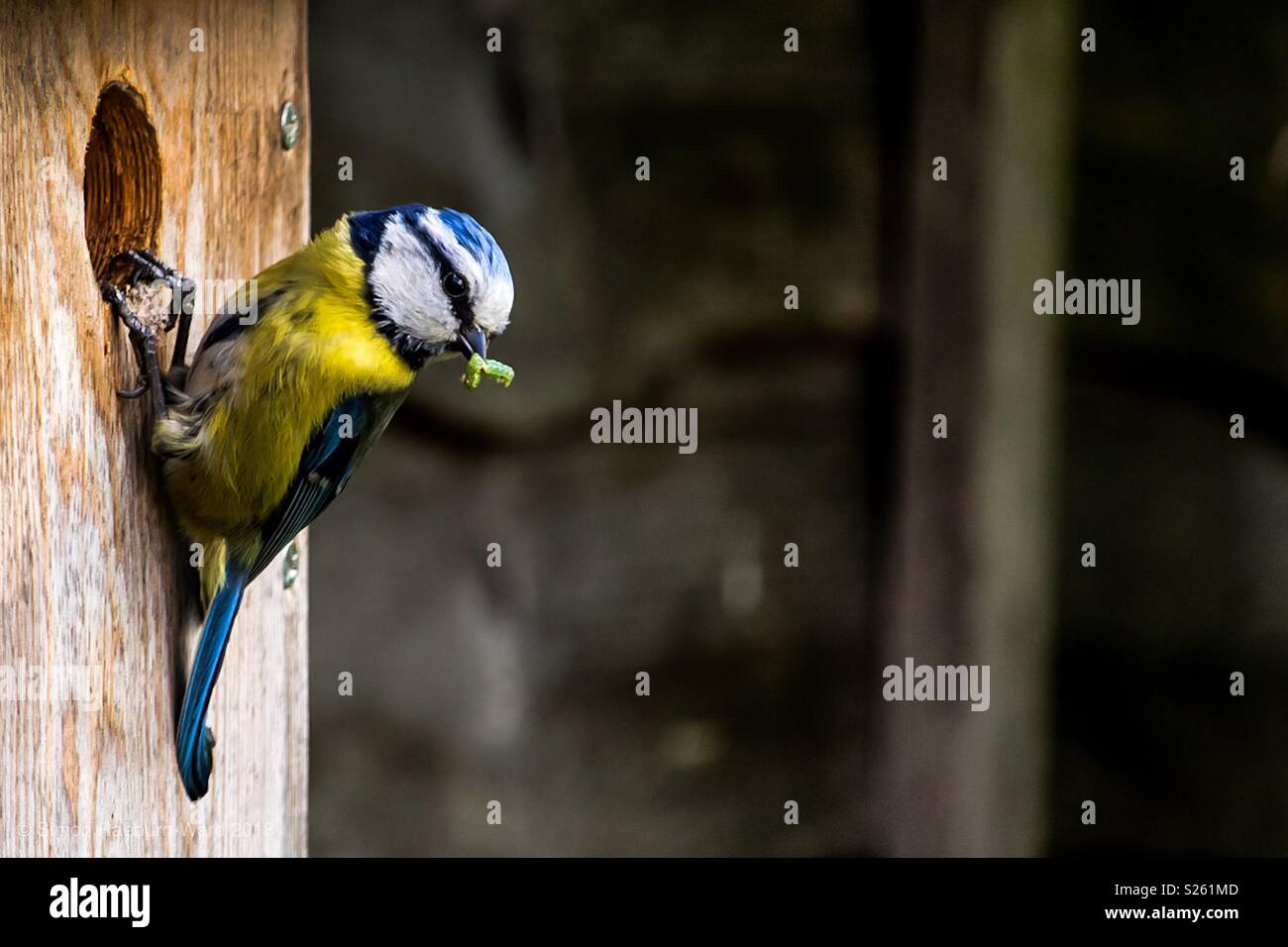 Bluetit hi-res stock photography and images - Alamy