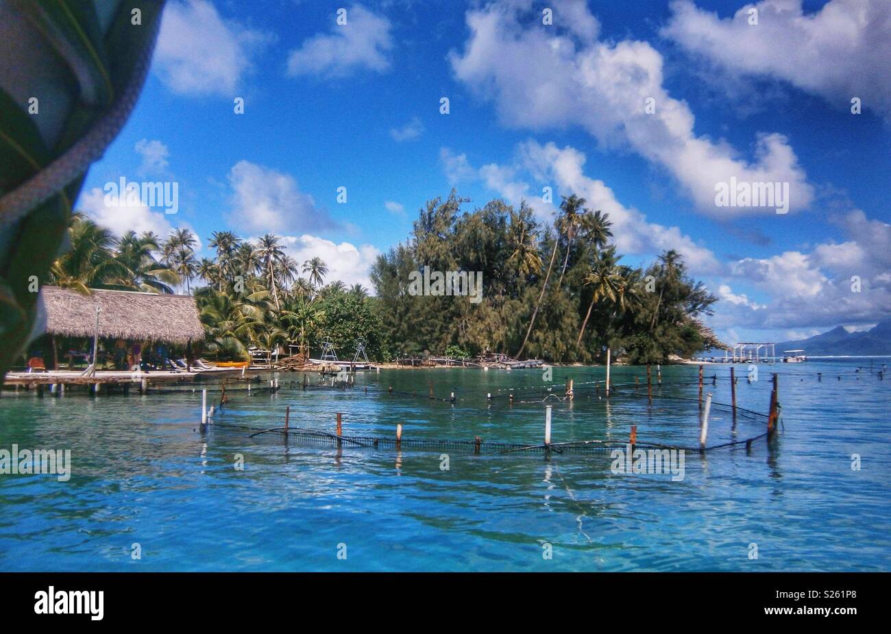 Collection Tropical V Stock Photo - Alamy