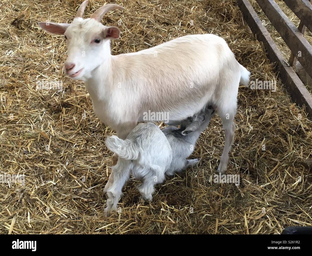 Goat suckling hi-res stock photography and images - Alamy