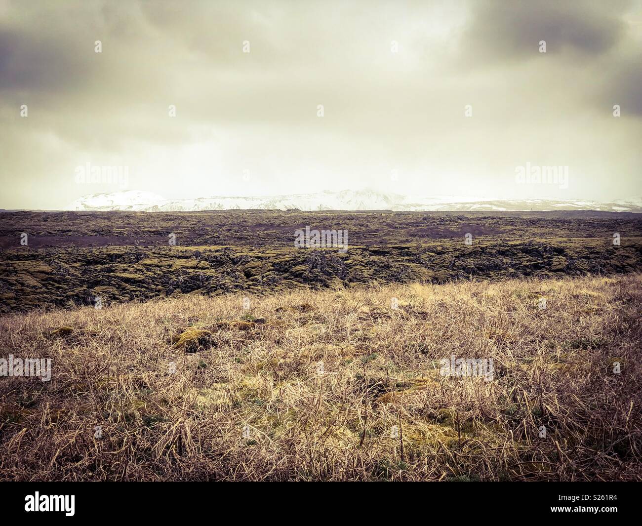 Moss field hi-res stock photography and images - Alamy