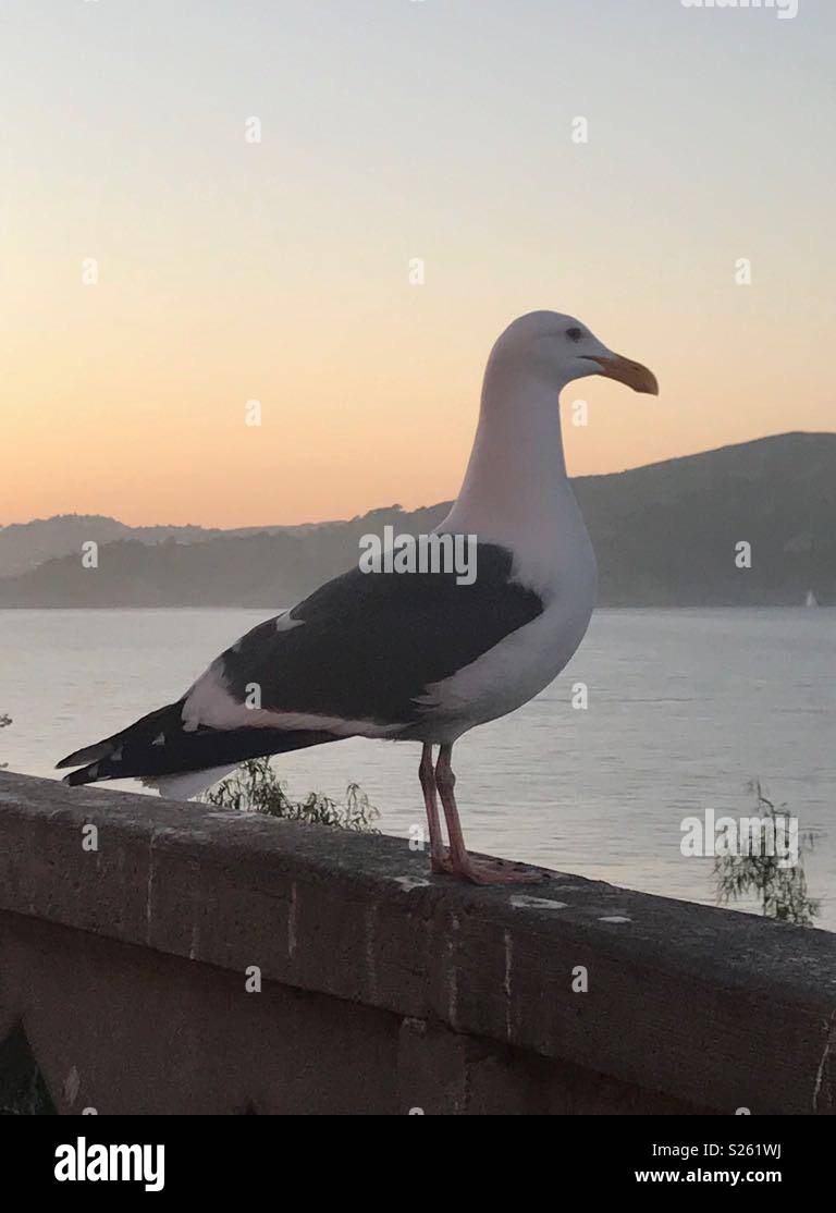 Gullible hi-res stock photography and images - Alamy