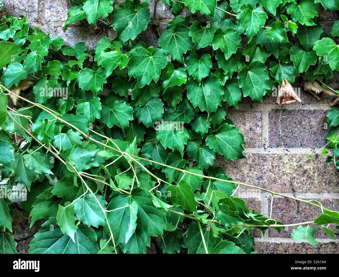 Ivy and brick hi-res stock photography and images - Alamy