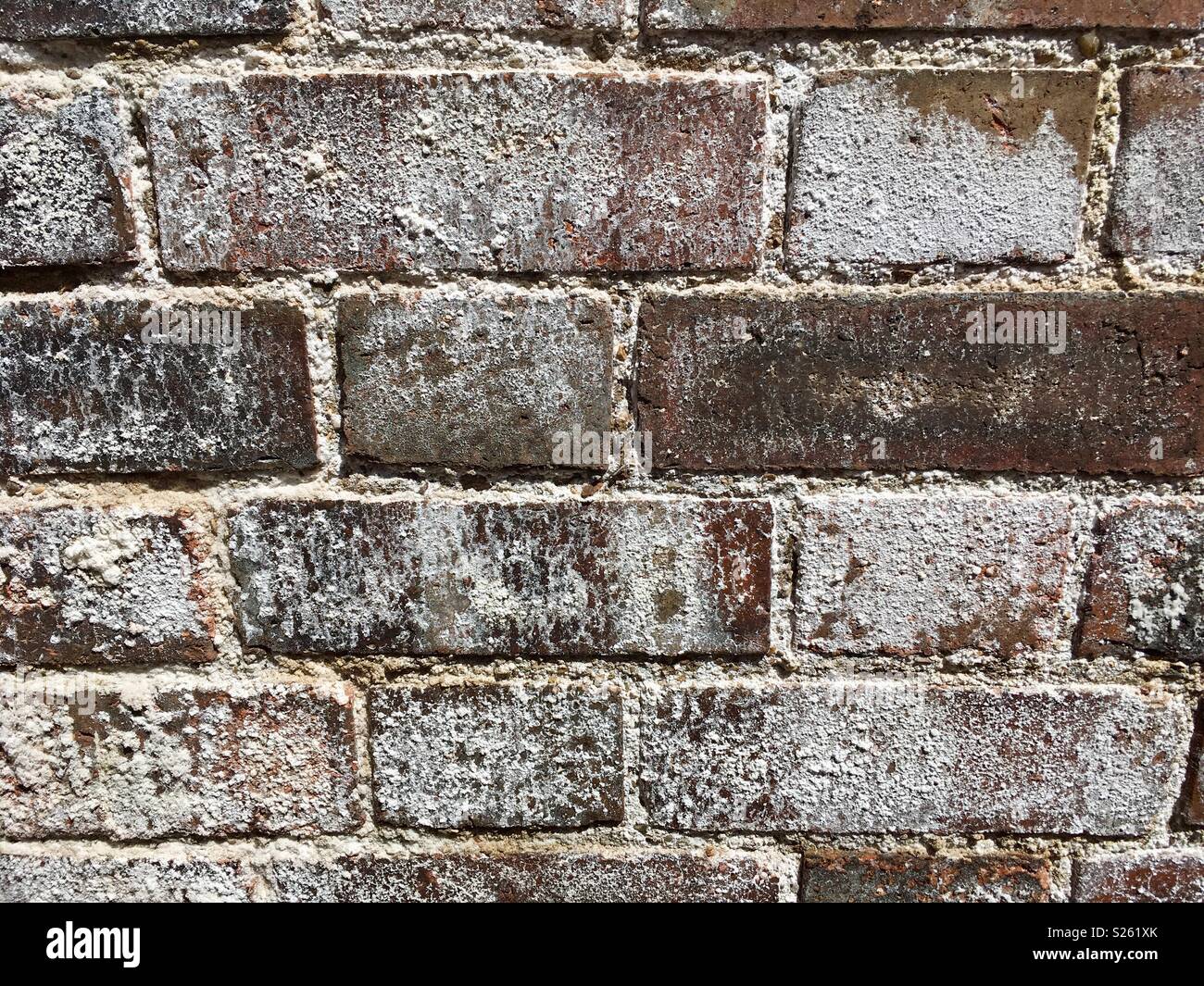 Covered in white powder hi-res stock photography and images - Alamy