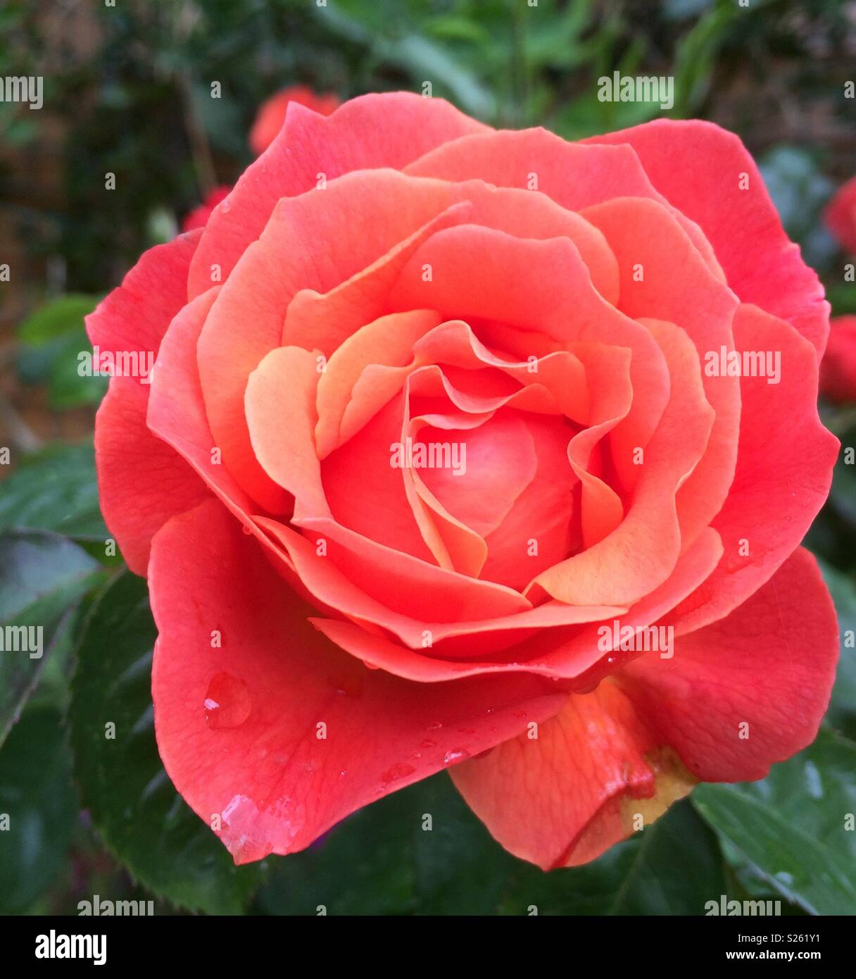 Perfect rose hi-res stock photography and images - Alamy