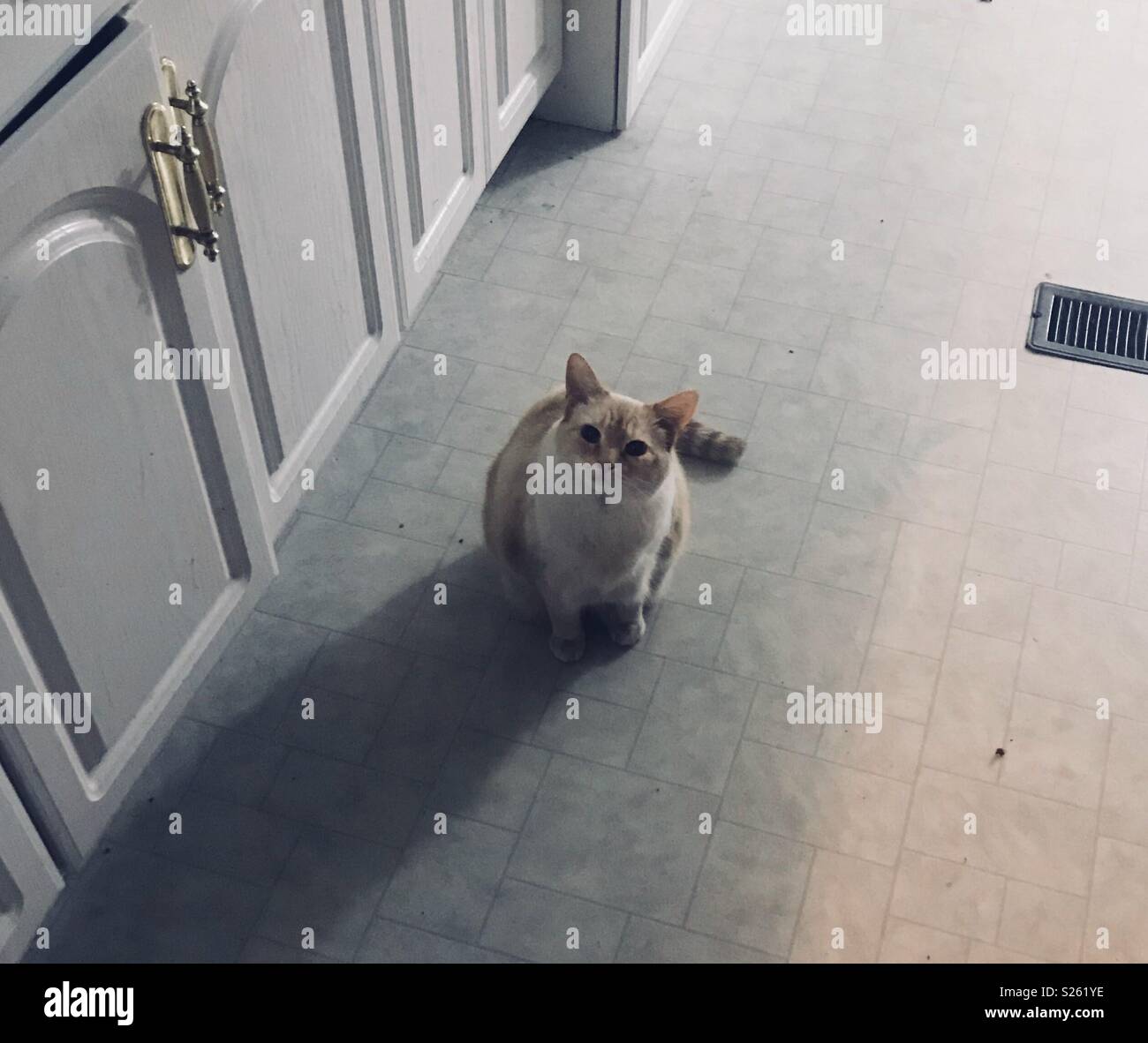 Cat waiting to be fed Stock Photo - Alamy