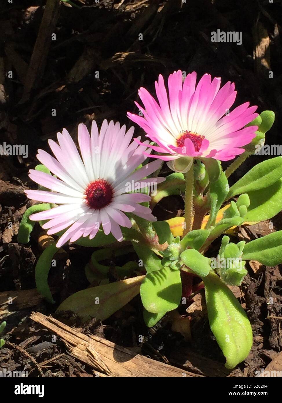 Two tone flowers hi-res stock photography and images - Alamy