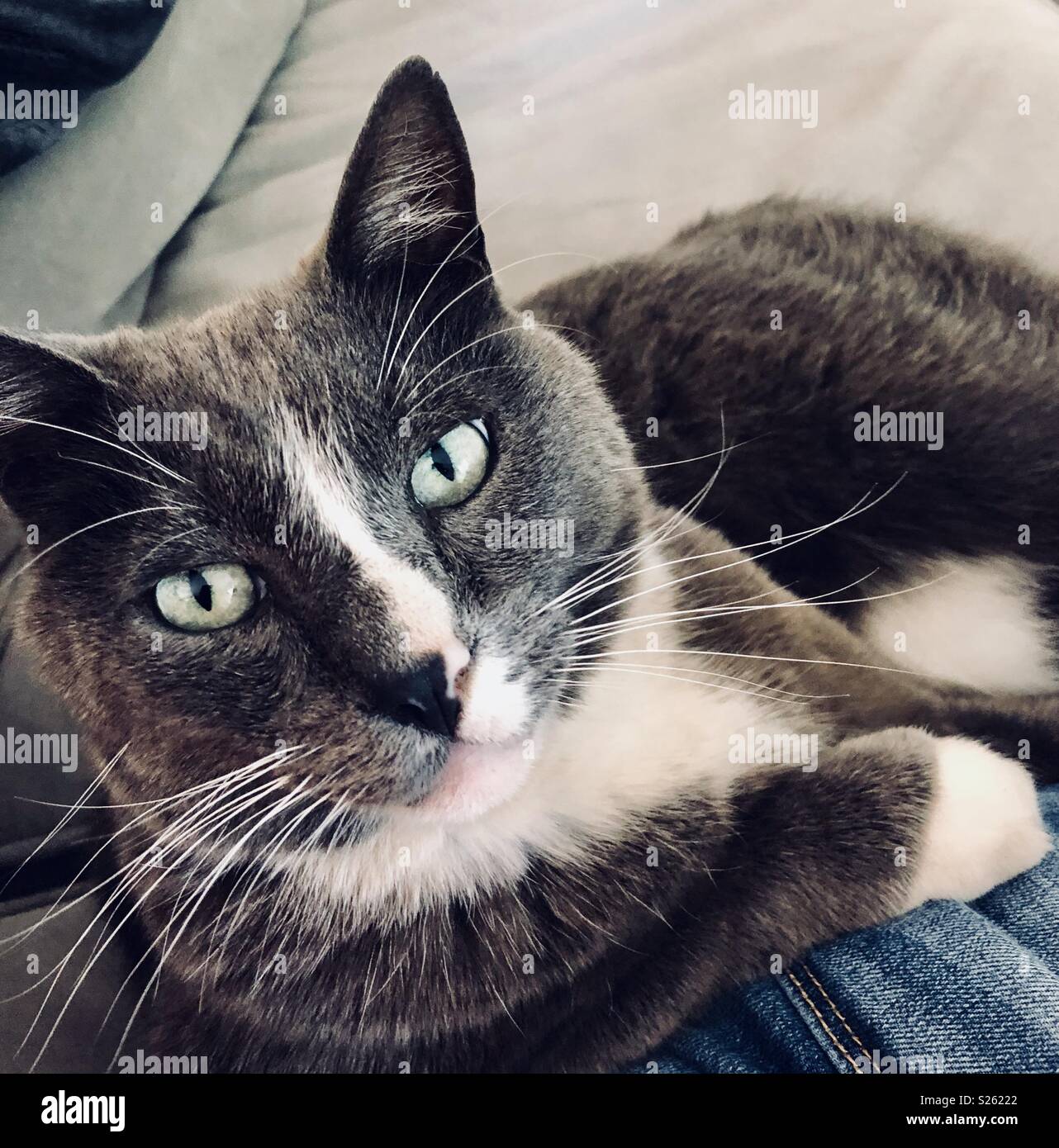 Cat looking at camera Stock Photo - Alamy