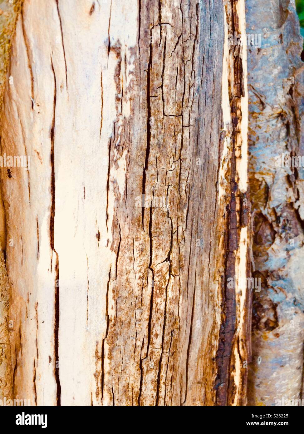 Bark missing hi-res stock photography and images - Alamy