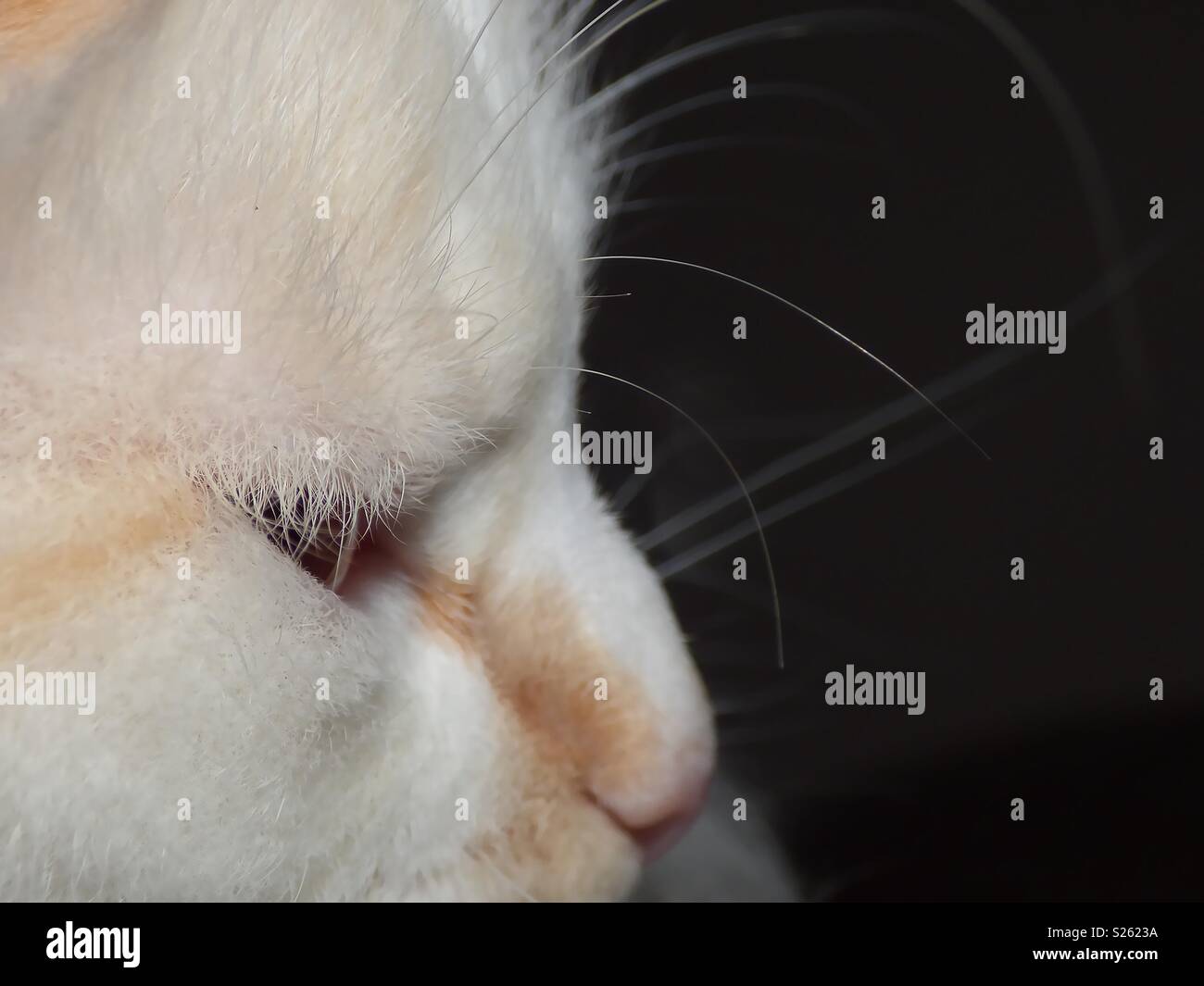 Meow view hi-res stock photography and images - Alamy