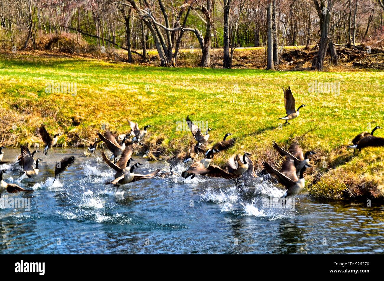 Silly goose hi-res stock photography and images - Alamy