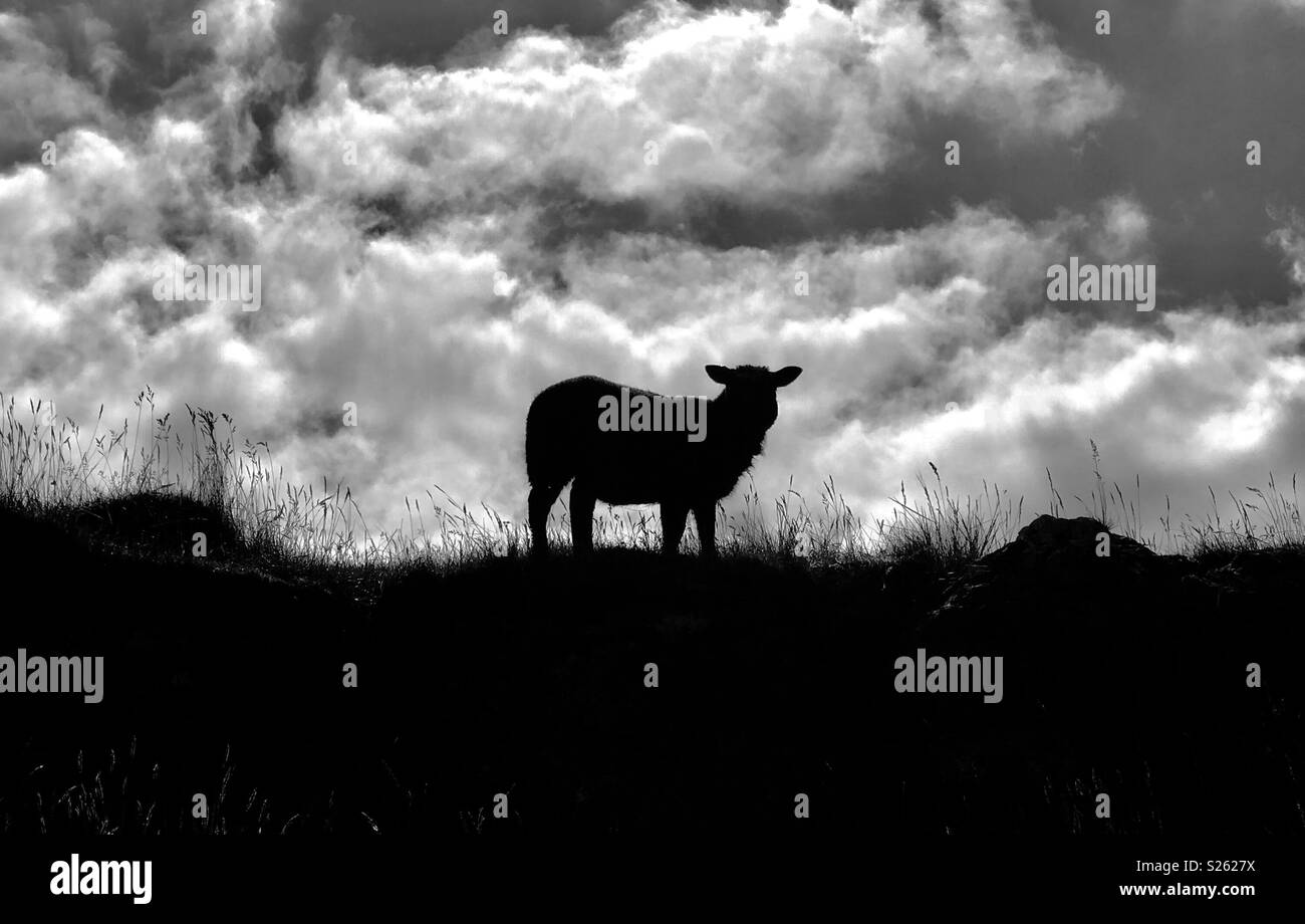 Sheep Silhouette High Resolution Stock Photography and Images - Alamy