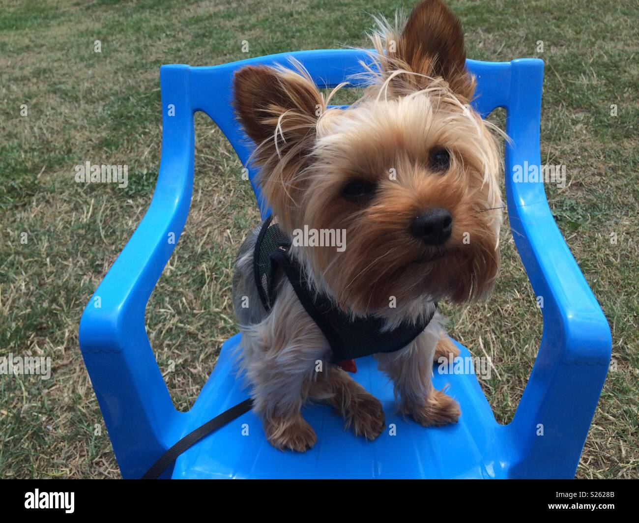 Barney on his chair hi-res stock photography and images - Alamy