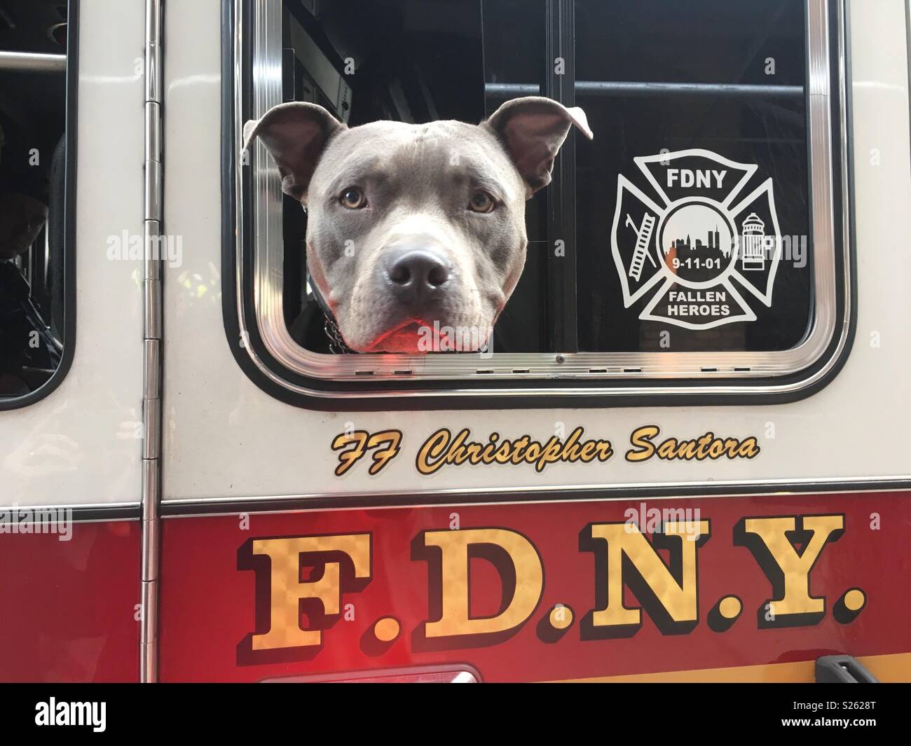 Are Dogs Used In Fire Fighting