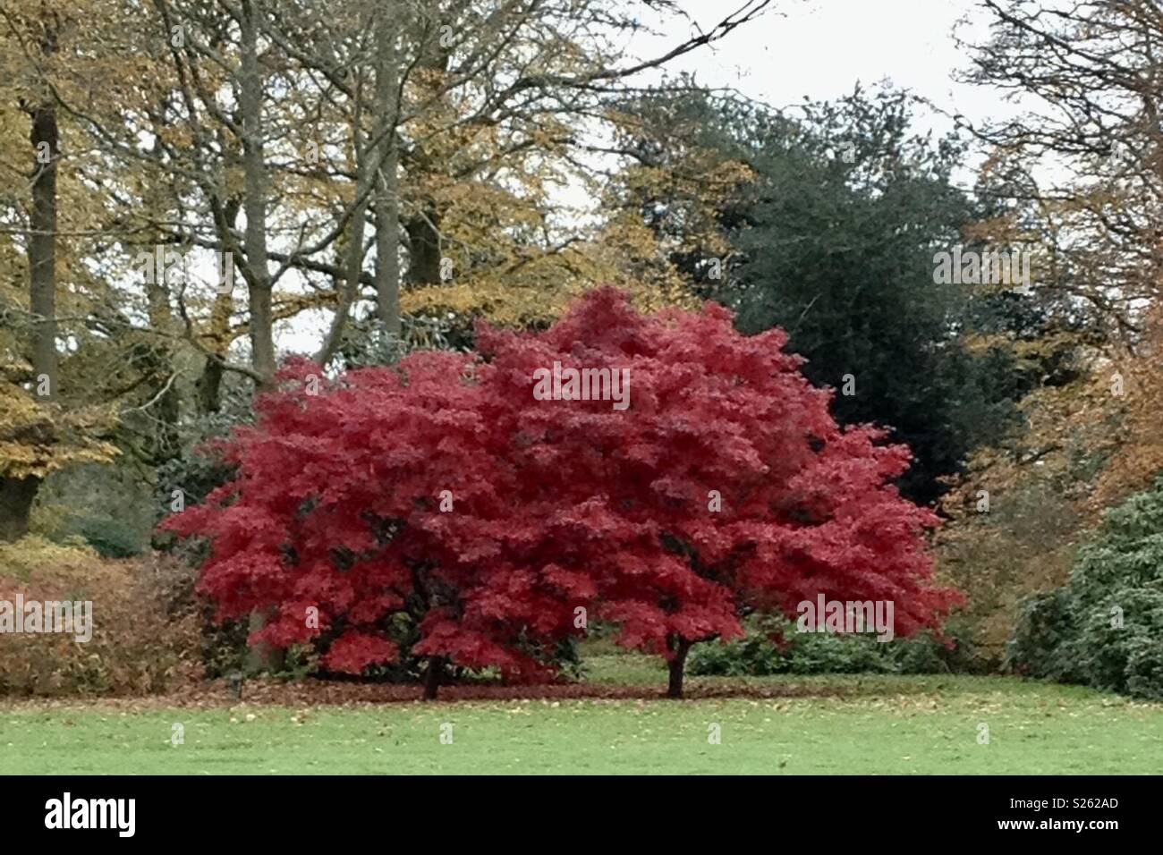 Red tree stourhead Stock Photo - Alamy