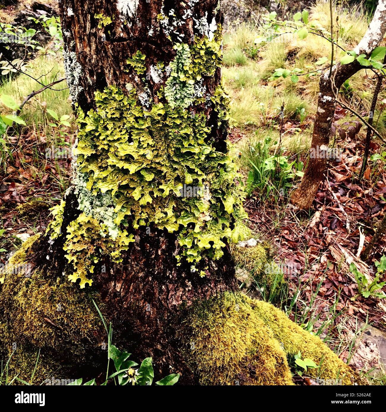 Moss family hi-res stock photography and images - Alamy