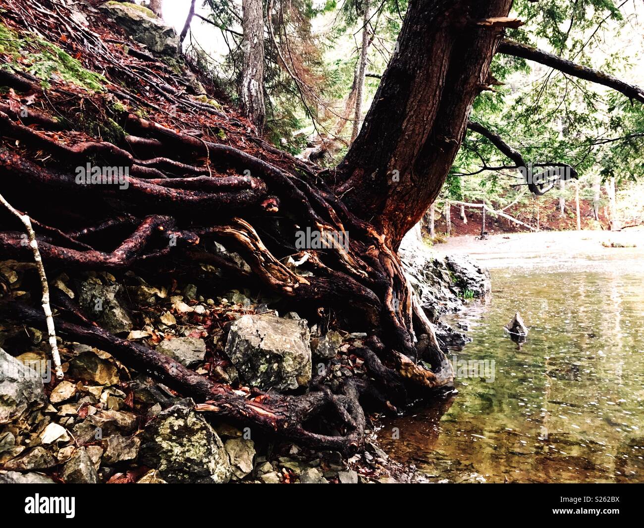 Deep roots hi-res stock photography and images - Alamy